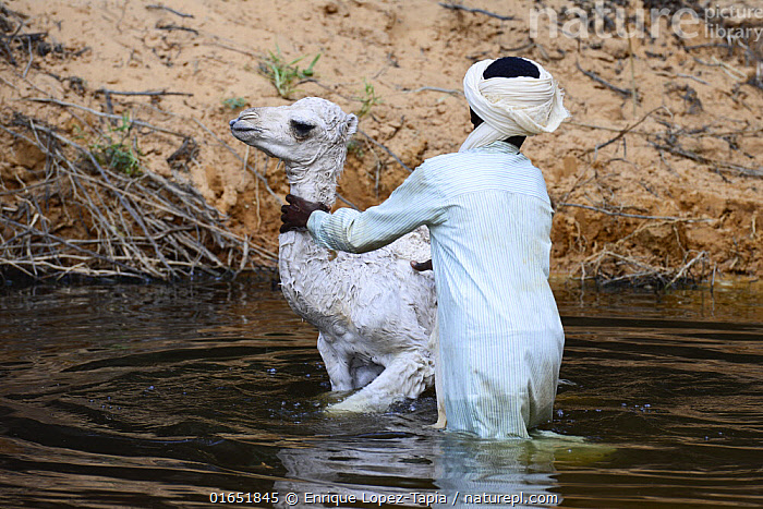 Stock photo of Boy washing a Dromedary camel (Camelus dromedarius) calf ...