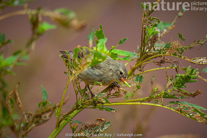 Stock photo of Small tree finch (Camarhynchus parvulus) feeding in ...