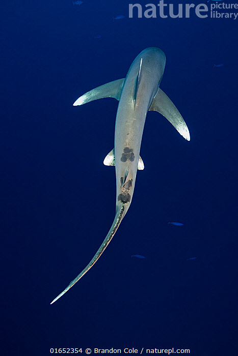 Stock photo of Oceanic whitetip shark (Carcharhinus longimanus), view ...