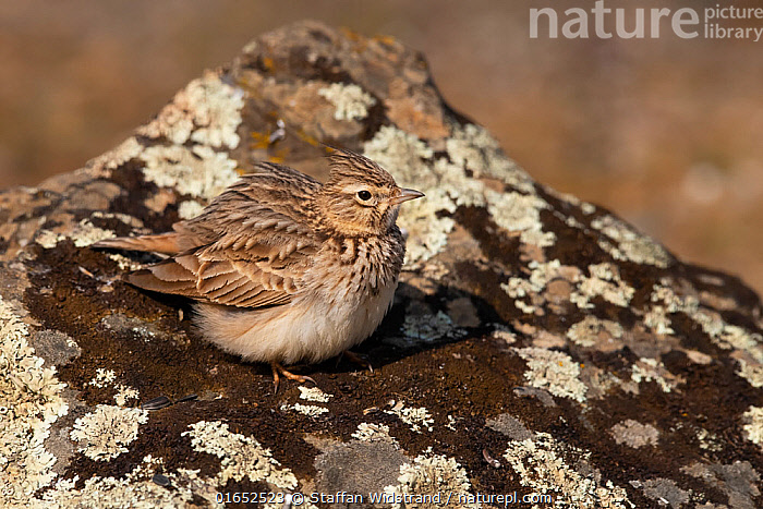 Stock photo of Thekla's lark (Galerida theklae) with feathers fluffed ...