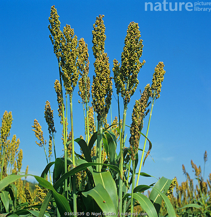 Stock photo of Maturing crop of Sorghum / Great millet (Sorghum bicolor ...