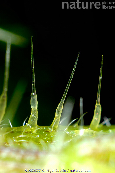 Stock photo of Photomicrograph of stinging hairs, spicules or trichomes ...