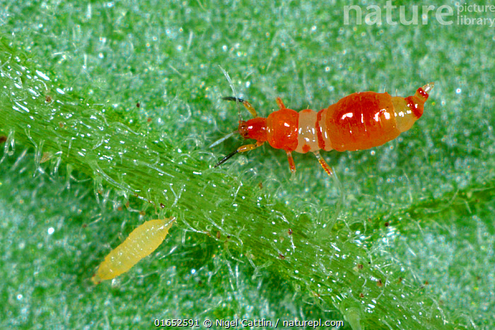 Stock photo of Predatory thrips (Franklinothrips vespiformis) larva ...