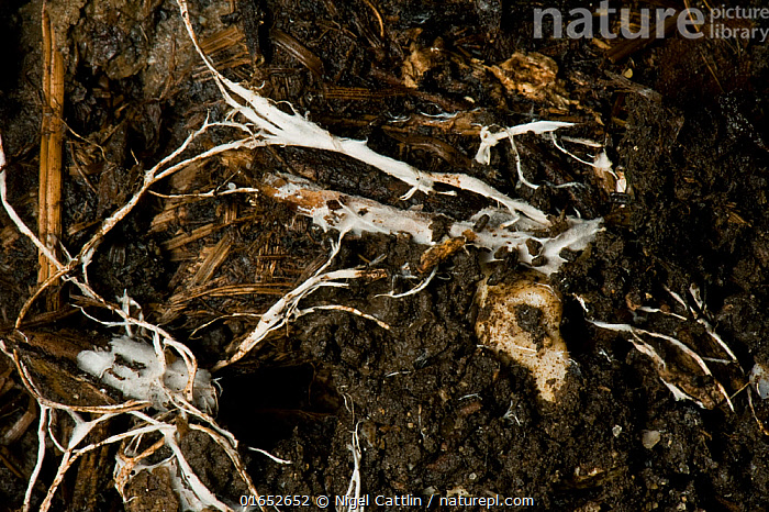 Stock photo of Branching threads of fungus mycelium in organic soil ...