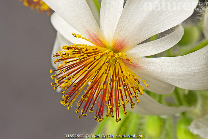 Stock photo of African hemp (Sparrmannia africana) flower with open ...