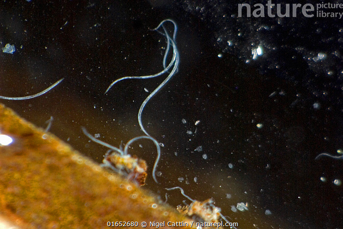 Stock photo of Foliar nematode (Aphelenchoides spp) coming from an ...