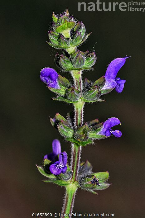 Stock photo of Wild clary (Salvia verbenaca). Hampton Court, Richmond ...