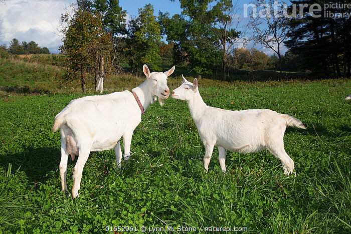 Stock photo of Saanen dairy goat doe and kid in field, Connecticut, USA ...