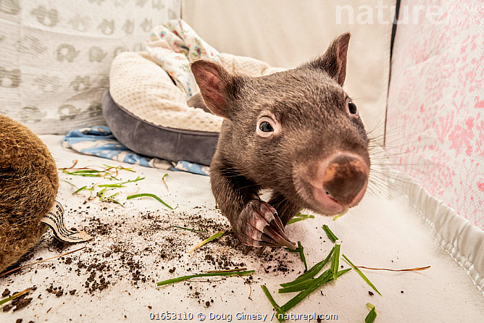 Stock photo of Bare-nosed wombat (Vombatus ursinus) rescued male baby ...