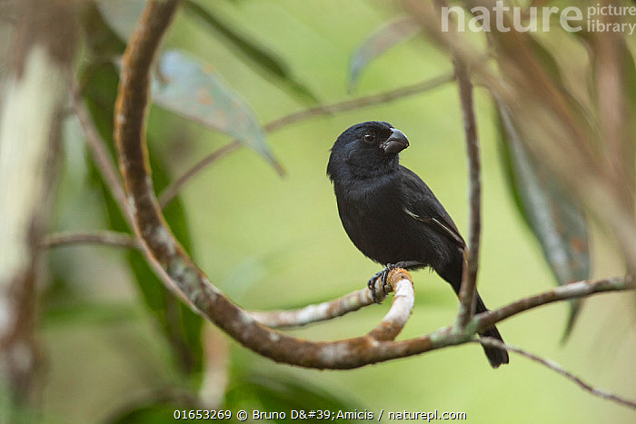 Stock photo of Cuban bullfinch (Melopyrrha nigra). Endemic to Cuba ...
