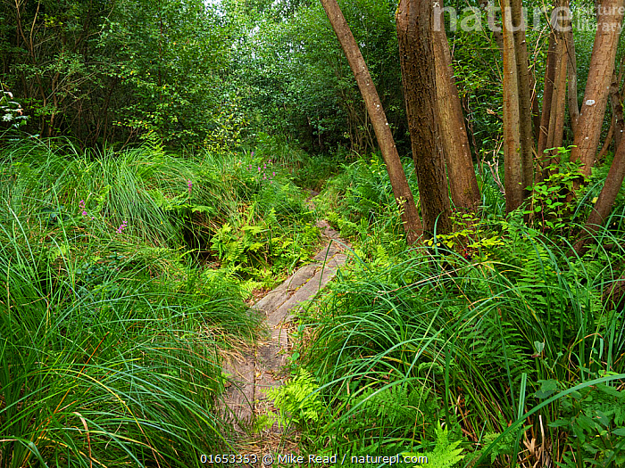 Stock photo of Replica of the bronze age Meare Heath trackway built ...