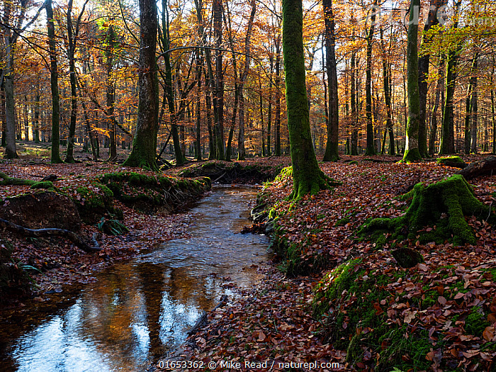 Stock photo of Latchmore brook running through deciduous woodland ...