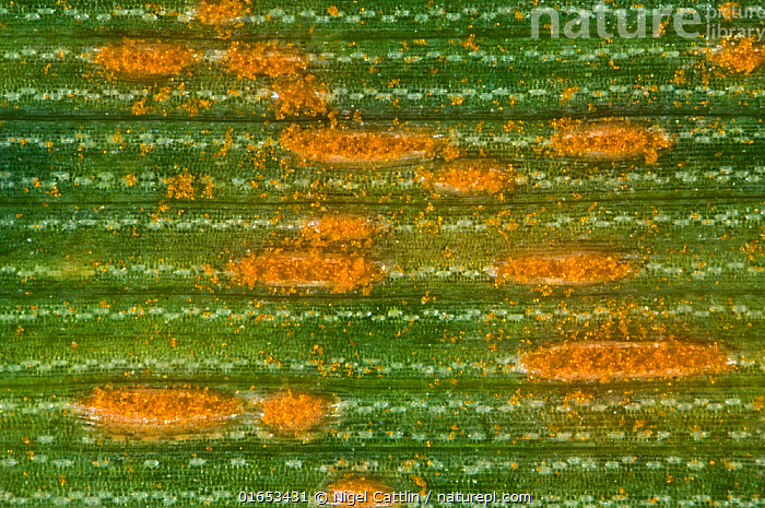 Stock photo of A photomicrograph of Oat crown rust (Puccinia coronata ...