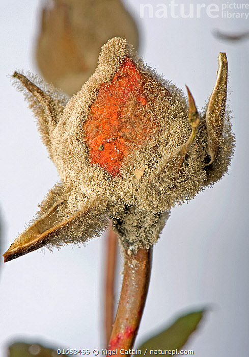 Stock photo of Grey mould (Botrytis cinerea) mycelium development on ...