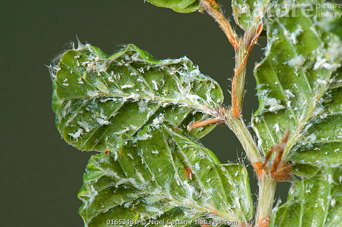 Stock photo of Wooly beech aphid (Phyllaphis fagi) on the underside of ...