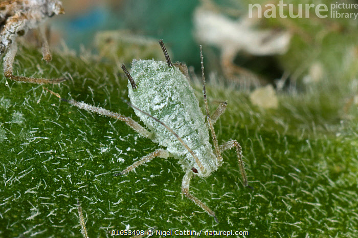 Stock photo of Lupin aphids (Macrosiphum albifrons) female on the ...