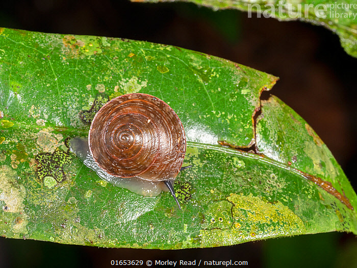 Stock photo of Amazonian snail (Helicina sp). Yasuni National Park ...