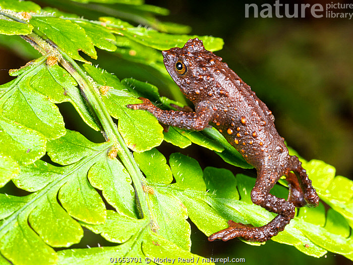 Stock photo of Guacamayo plump toad (Osornophryne guacamayo) climbing ...