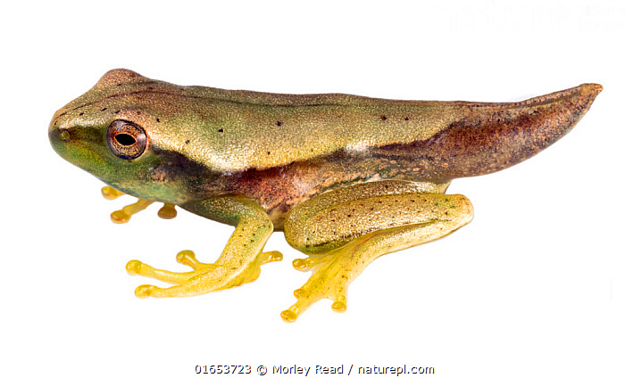 Stock photo of Metamorphosing froglet of the Quacking river frog (Boana ...