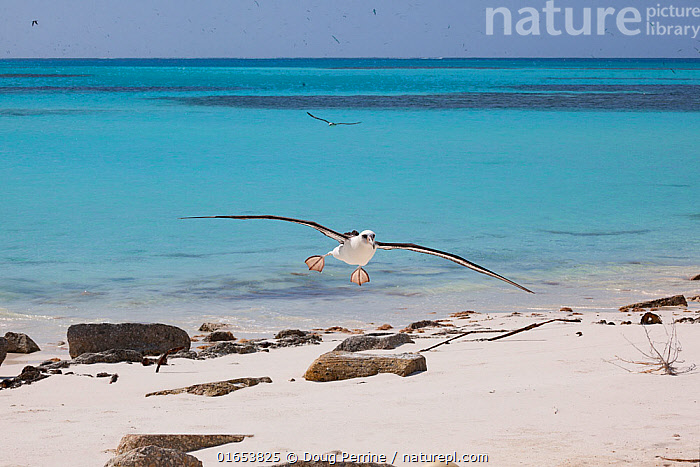 Stock photo of Laysan albatross (Phoebastria immutabilis) landing ...