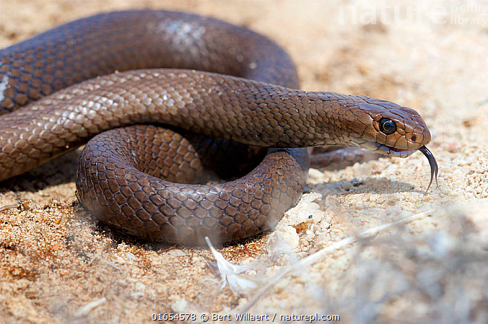 Stock photo of Rottnest Island dugite (Pseudonaja affinis exillis ...