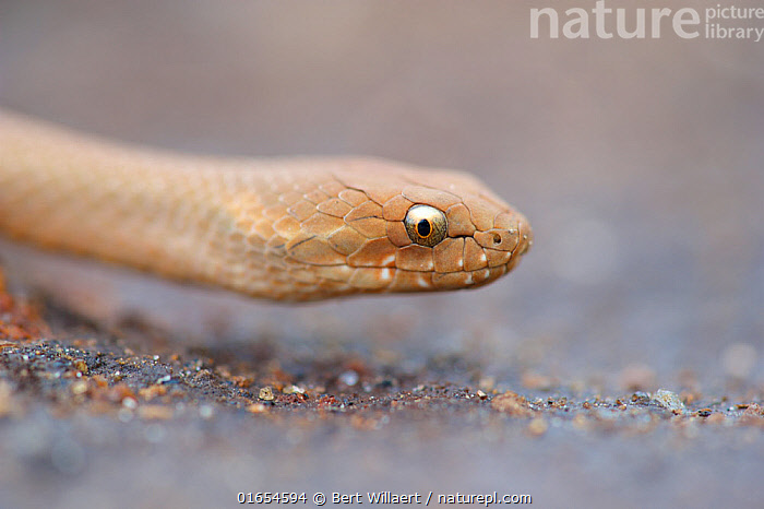 Stock photo of Bardick snake (Echiopsis curta) portrait. Leeuwin ...