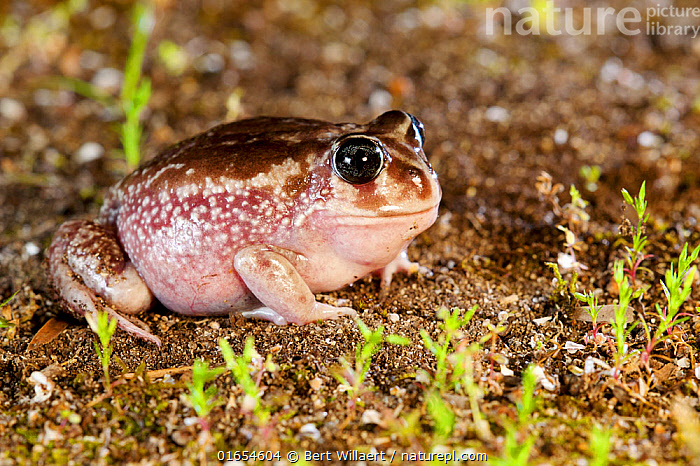 Stock photo of Sand frog (Heleioporus psammophilus). Leeuwin ...