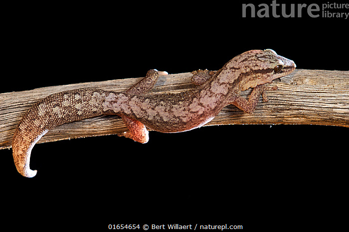 Stock photo of Reticulated velvet gecko (Hesperoedura reticulata) on ...
