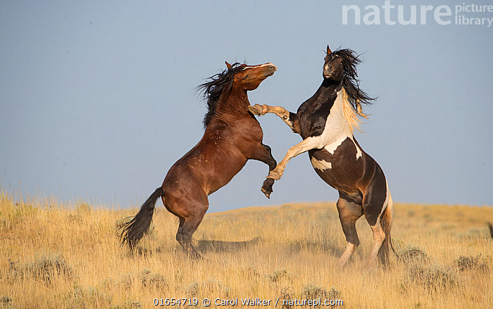Stock photo of RF - Mustang horse, two stallions rearing up in ...