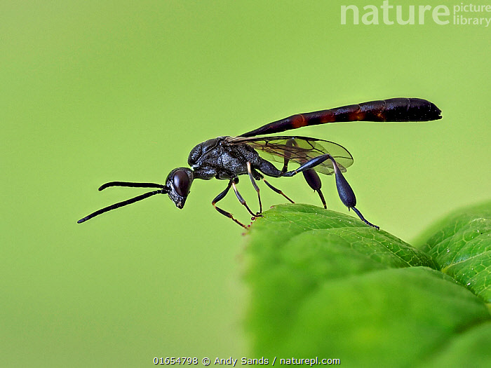 Stock photo of Parasitic wasp (Gasteruption jaculator) male resting on ...