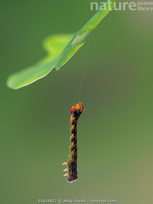 Stock photo of Mottled umber moth (Erannis defoliaria) caterpillar ...