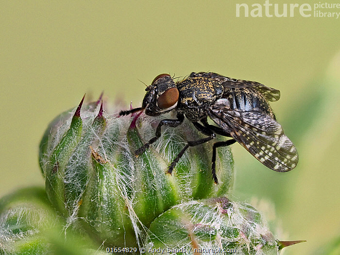 Stock photo of Speckled semaphor fly / Dancing Kiss fly (Platystoma ...