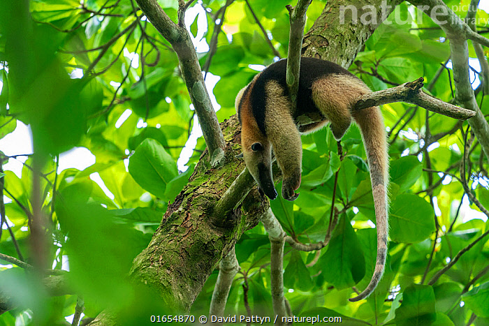 Stock photo of Northern tamandua (Tamandua mexicana) sleeping in a tree ...