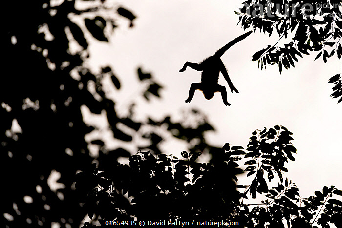Stock photo of Mantled howler monkey (Alouatta palliata) silhouet ...