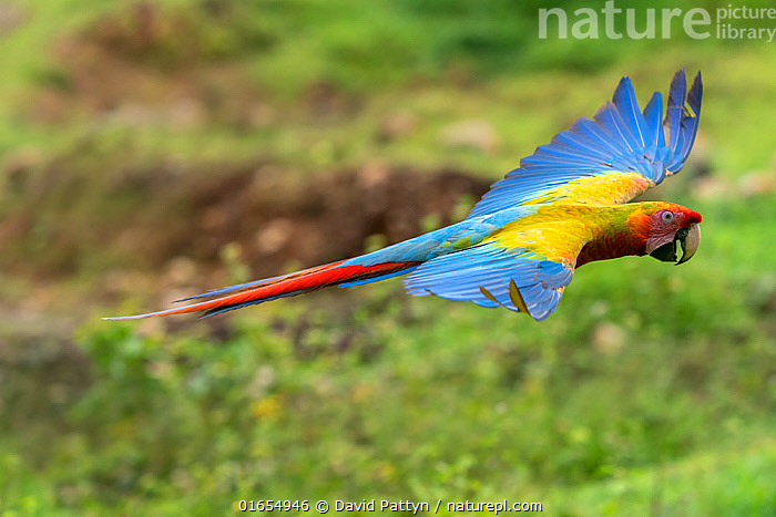 Stock photo of Wild Buffon's macaw x Scarlet macaw (Ara ambiguus x Ara ...