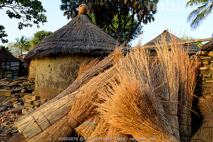 Stock photo of Pile of thatching material beside traditional clay ...
