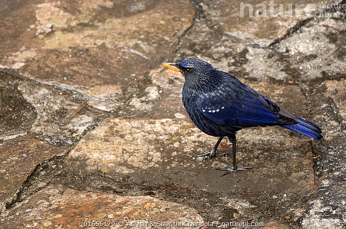 Stock photo of Blue whistling thrush (Myophonus caeruleus). North ...