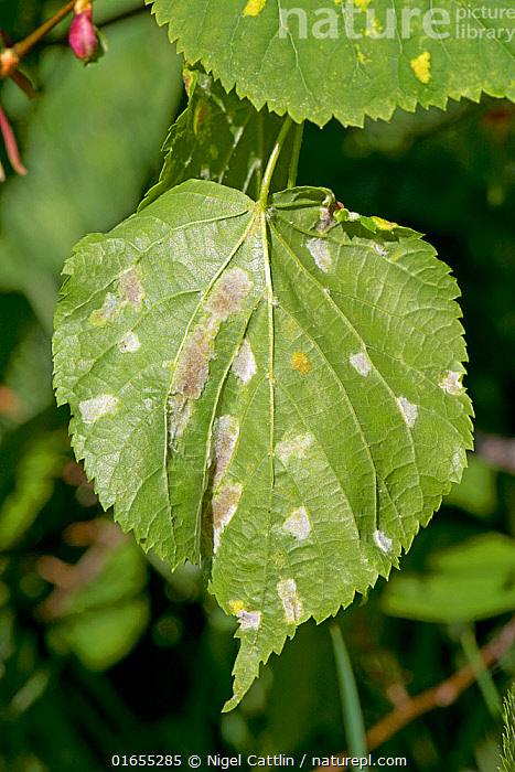 Stock photo of White blisters of Lime felt gall mites (Eriophyes ...