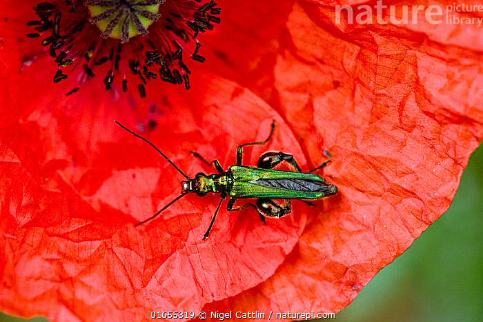 Stock photo of Swollen-thighed / Thick-legged flower beetle (Oedemera ...
