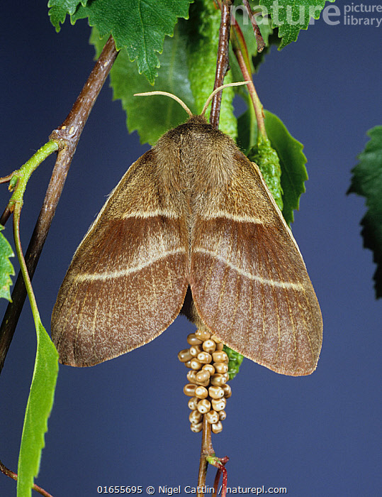 Stock photo of Fox moth (Macrothylacia rubi) female moth with eggs on ...
