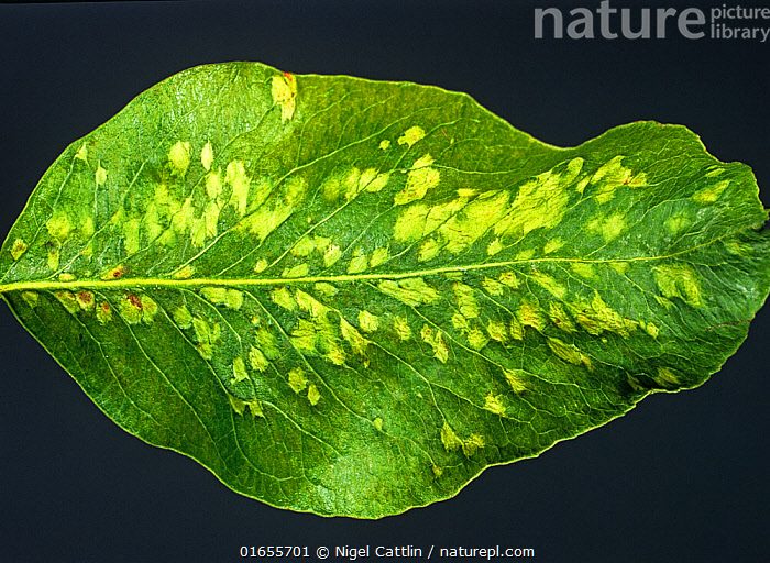 Stock photo of Pear leaf blister mite (Eriophyes pyri) damage blisters ...