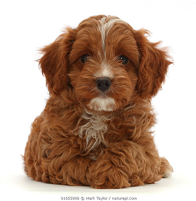 Stock photo of Red Cavapoo dog puppy, age 8 weeks, lying down ...