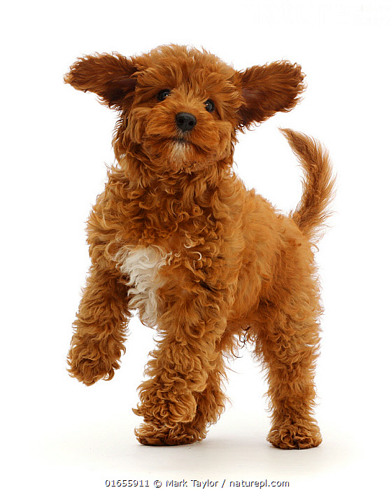 Red Cavapoo Full Grown