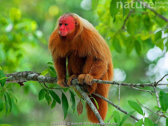Stock photo of Bald uacari (Cacajao calvus) female in rainforest ...