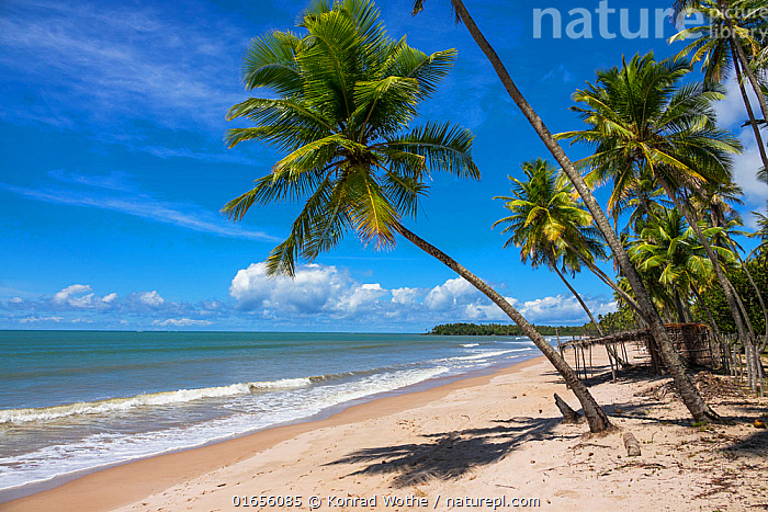 Stock photo of Sandy beach with coconut trees, Praia da Cueira, Boipeba ...
