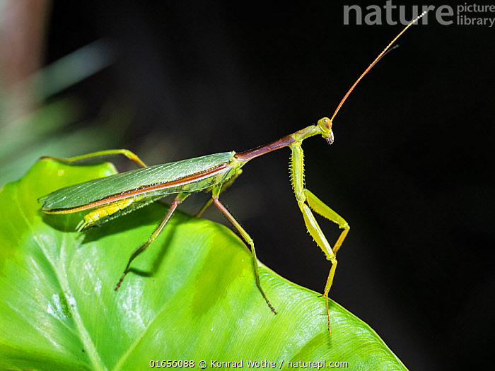 Male Praying Mantis