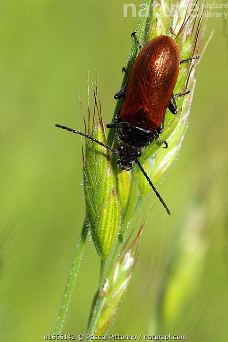 Stock photo of Orange omophlus (Omophlus lepturoides) on ear of wheat ...