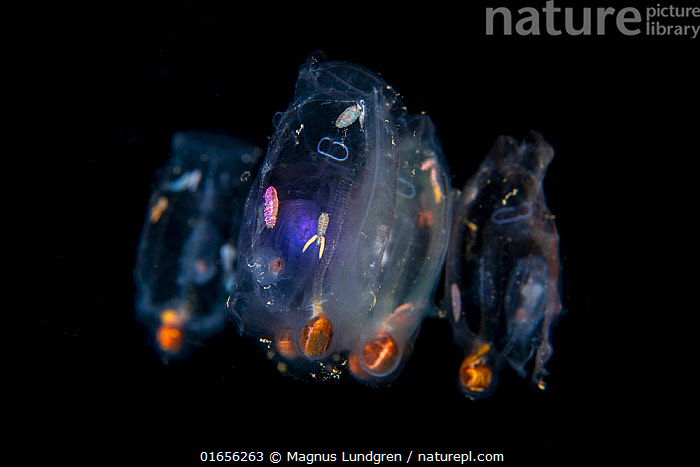 Stock photo of Common salp (Salpa fusiformis) with parasites such as ...