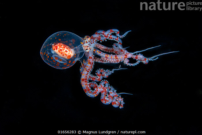 Stock photo of Juvenile Wunderpus octopus (Wunderpus photogenicus ...
