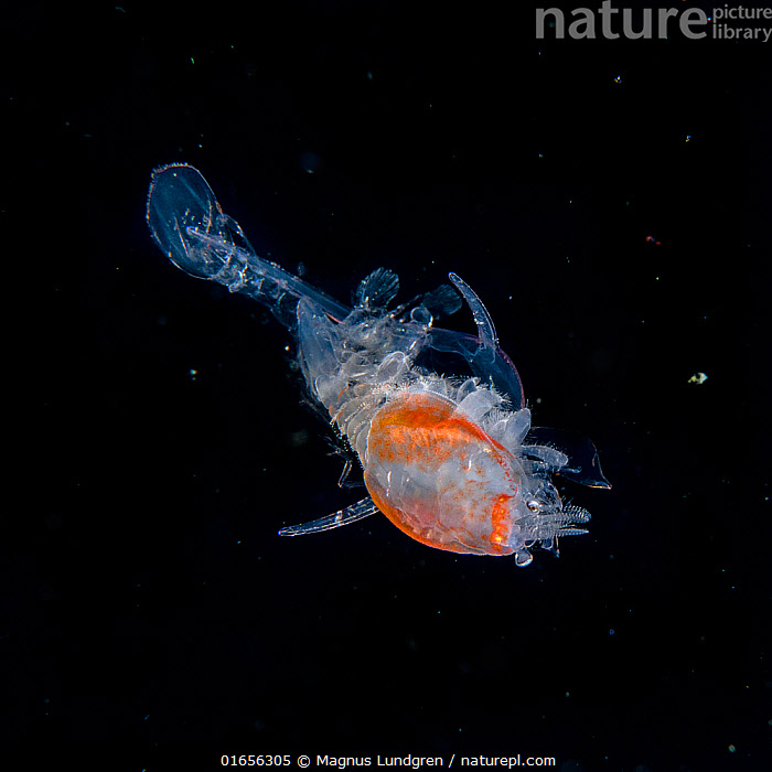Stock photo of Zoea larva, (Hippidae sp) molting, Balayan Bay from ...
